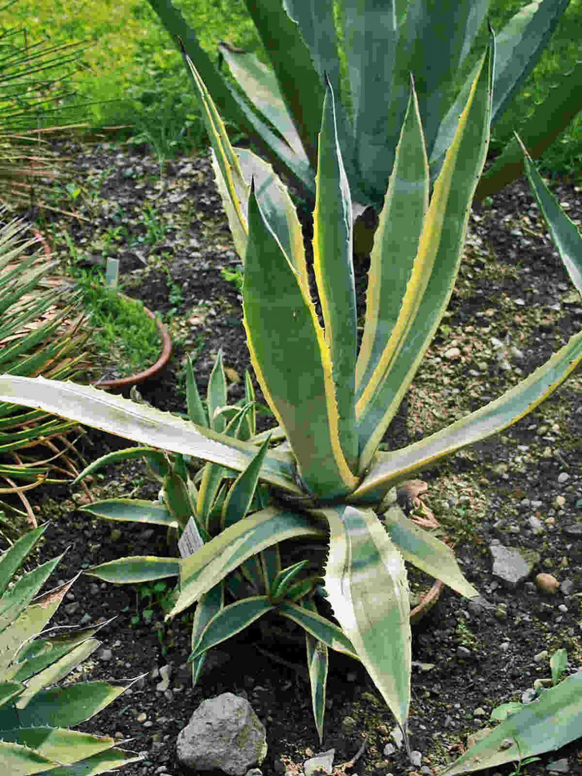 40+ Plants that look like aloe vera: Ultimate Collection ...