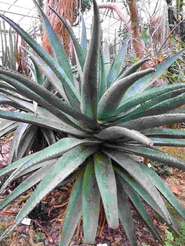 40+ Plants that look like aloe vera: Ultimate Collection ...