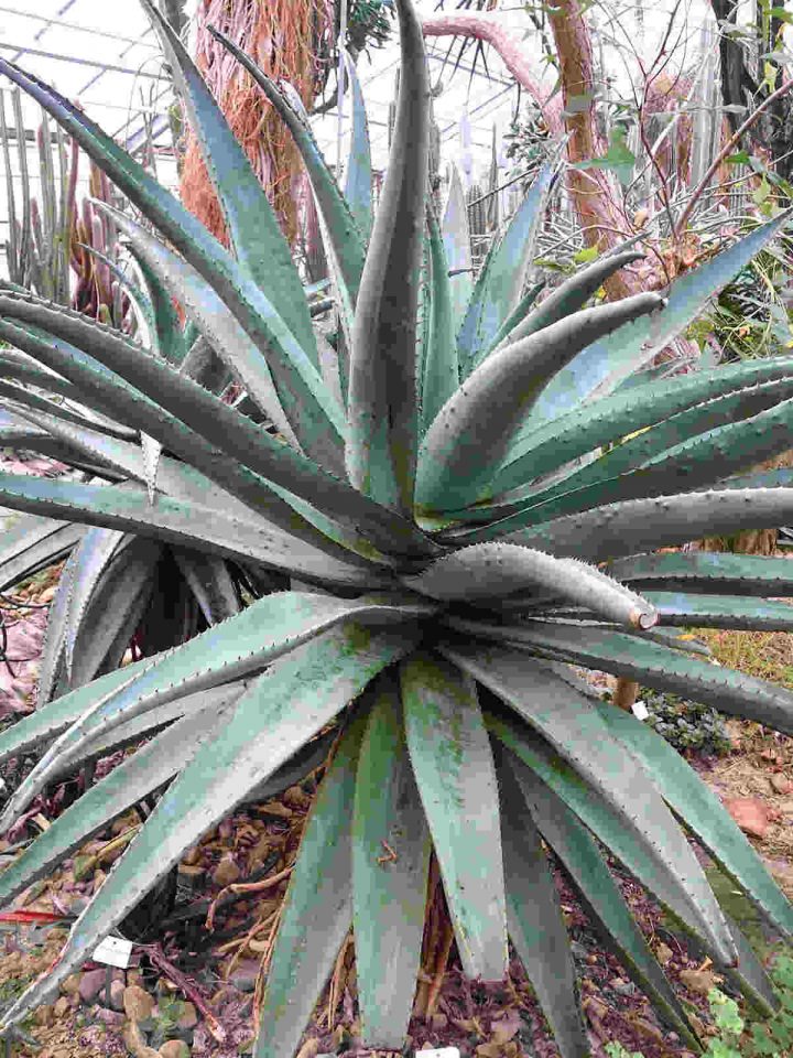 40+ Plants that look like aloe vera: Ultimate Collection ...