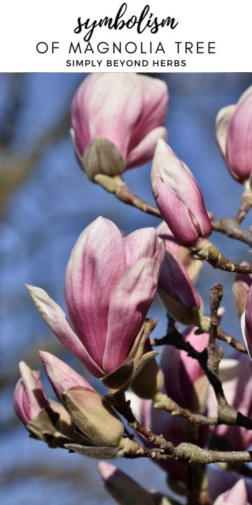 Magnolia Tree Meaning and Symbolism: Ultimate Guide - SimplyBeyondHerbs