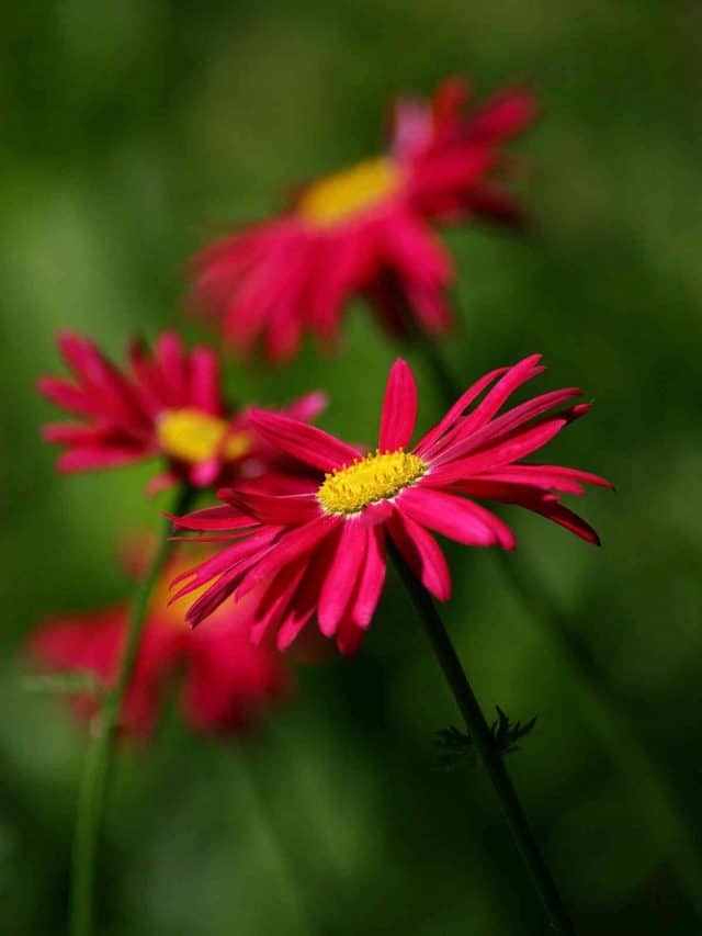 60+ Flowers that Start with P: Ultimate Flower Names Collection ...