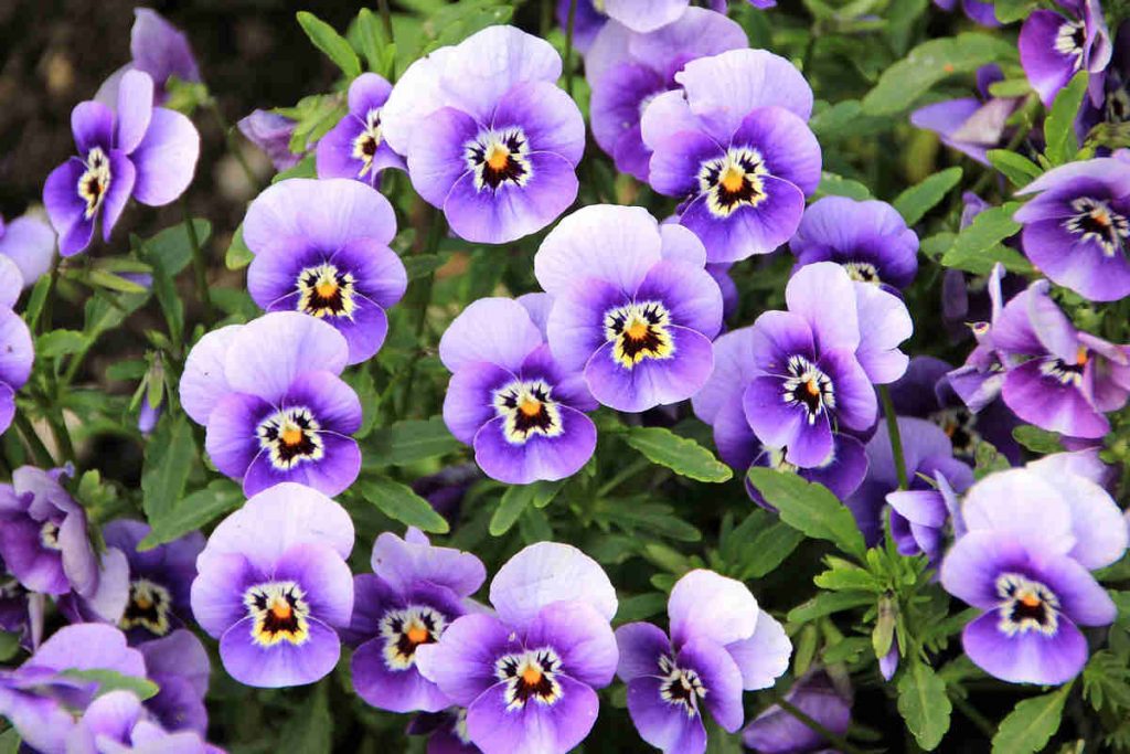 60+ Flowers that Start with P: Ultimate Flower Names Collection ...