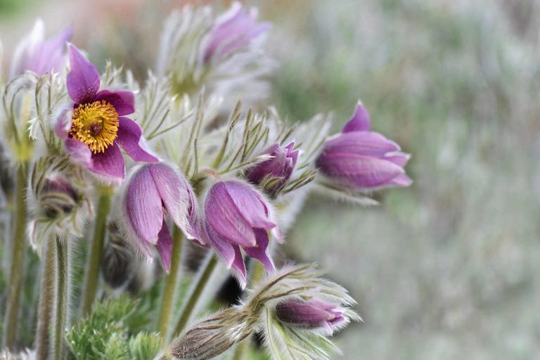 60+ Flowers that Start with P: Ultimate Flower Names Collection ...