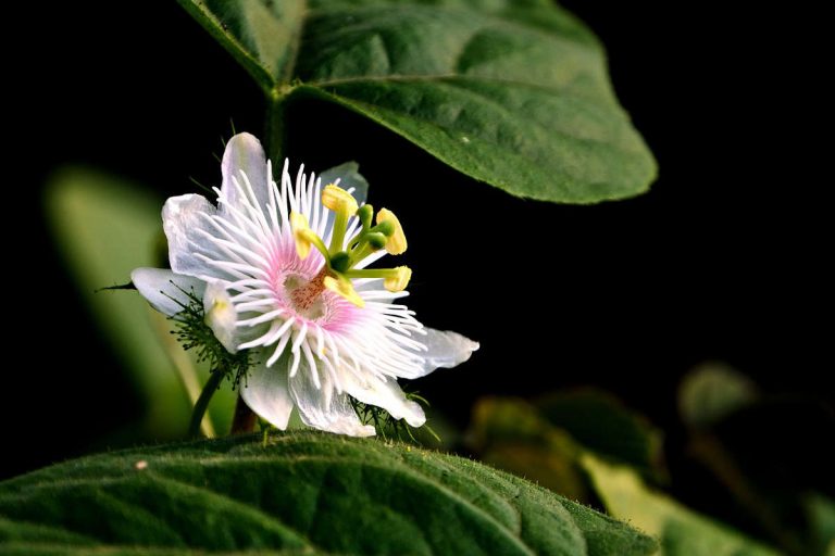 60+ Flowers that Start with P: Ultimate Flower Names Collection ...