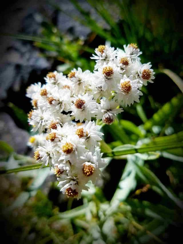 60+ Flowers that Start with P: Ultimate Flower Names Collection ...