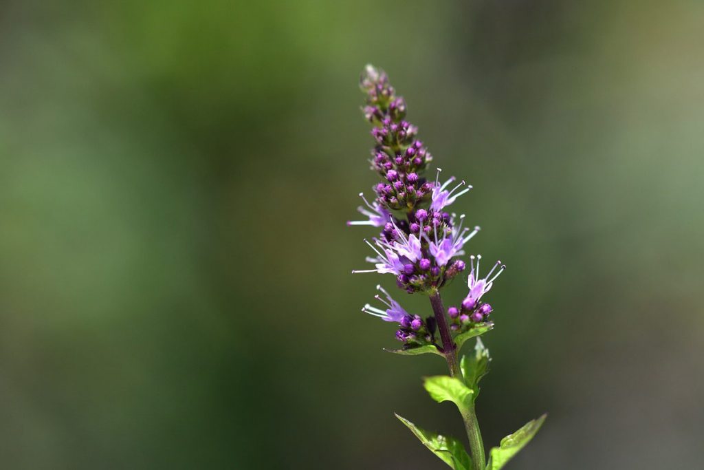 60+ Flowers that Start with P: Ultimate Flower Names Collection ...