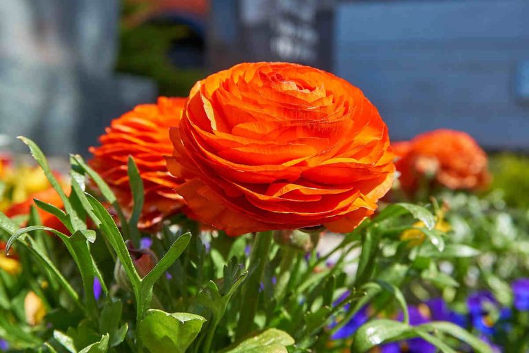 60+ Flowers that Start with P: Ultimate Flower Names Collection ...