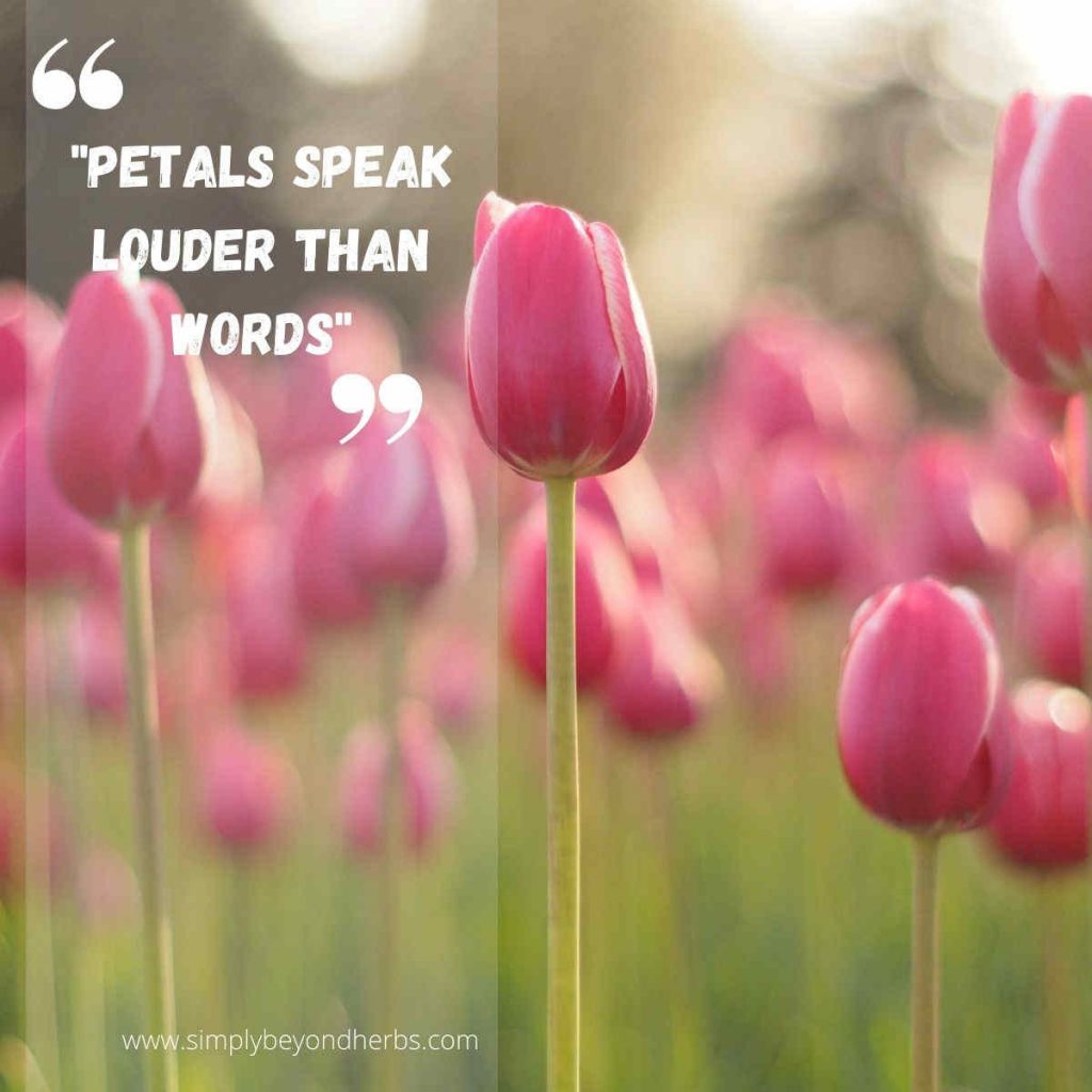200+ Beautiful Tulip Quotes and Instagram captions - SimplyBeyondHerbs