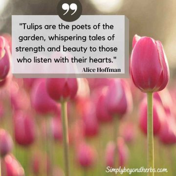 200+ Beautiful Tulip Quotes and Instagram captions - SimplyBeyondHerbs