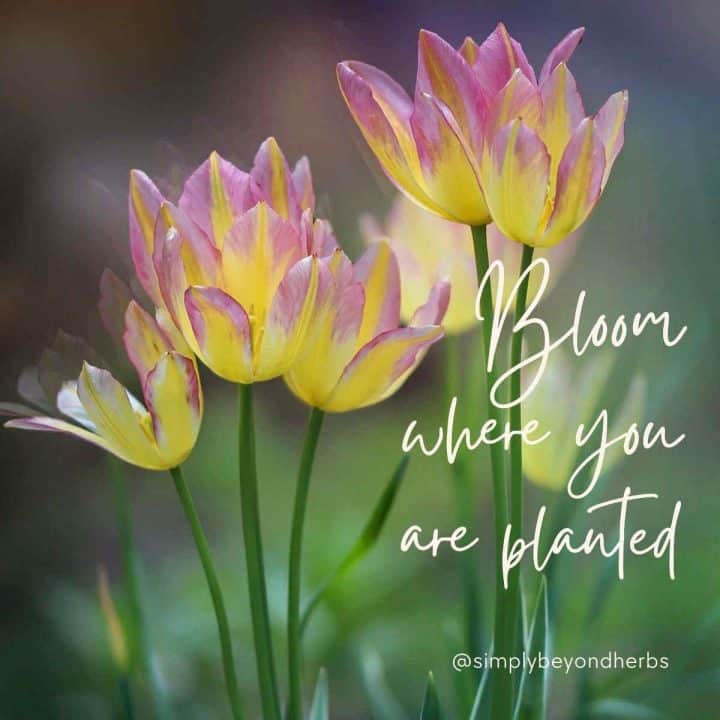 200+ Beautiful Tulip Quotes and Instagram captions - SimplyBeyondHerbs
