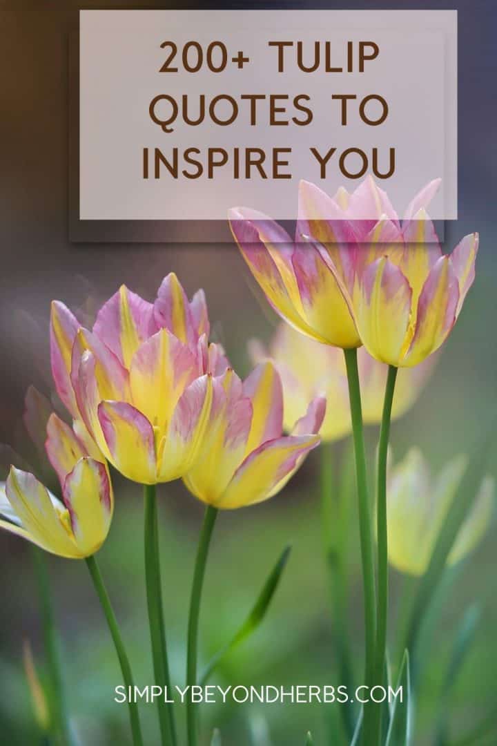 200+ Beautiful Tulip Quotes and Instagram captions - SimplyBeyondHerbs