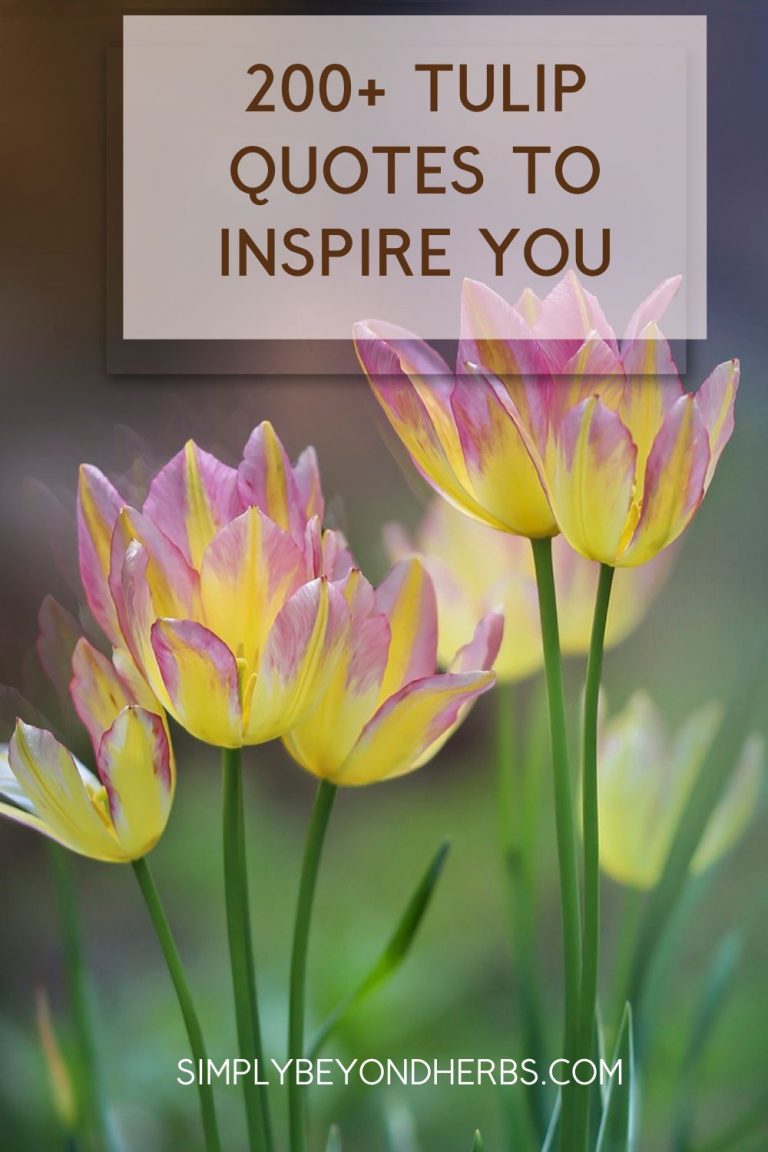 200+ Beautiful Tulip Quotes and Instagram captions - SimplyBeyondHerbs