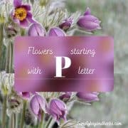 60+ Flowers that Start with P: Ultimate Flower Names Collection ...
