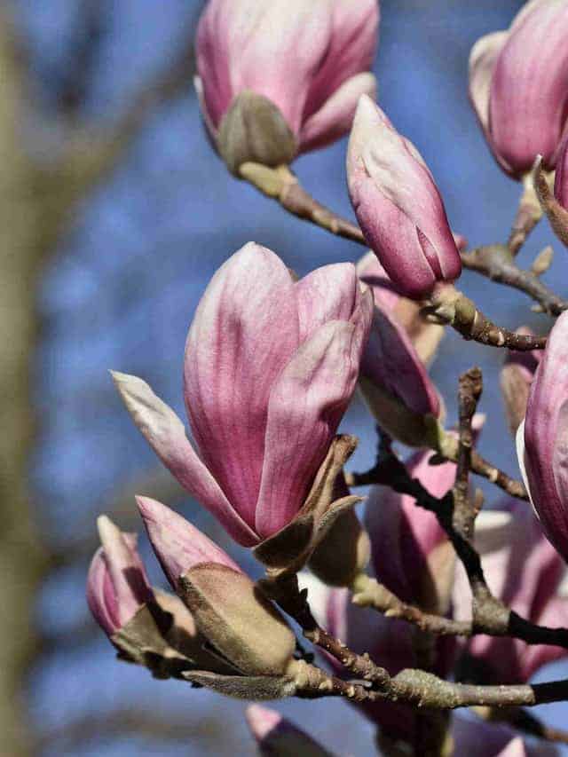 Magnolia Tree Meaning and Symbolism: Ultimate Guide - SimplyBeyondHerbs
