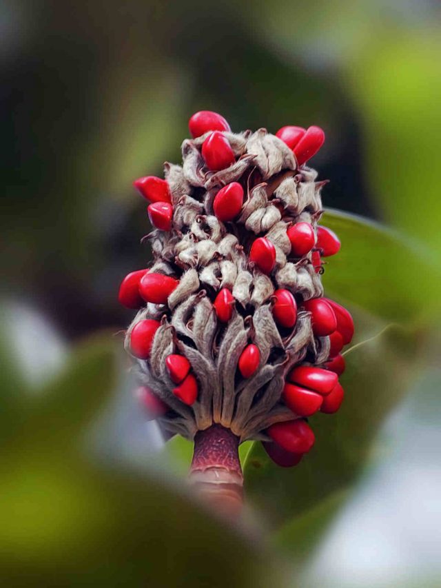 Magnolia Tree Meaning and Symbolism: Ultimate Guide - SimplyBeyondHerbs