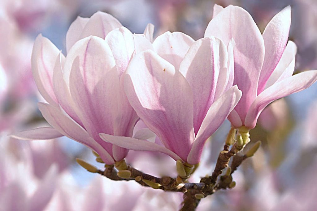 Magnolia Tree Meaning and Symbolism: Ultimate Guide - SimplyBeyondHerbs