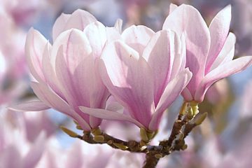 Magnolia Tree Meaning and Symbolism: Ultimate Guide - SimplyBeyondHerbs