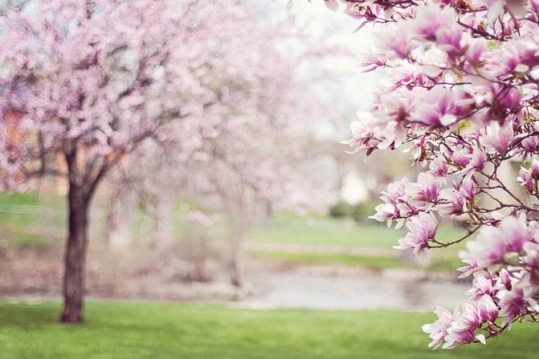 Magnolia Tree Meaning and Symbolism: Ultimate Guide - SimplyBeyondHerbs