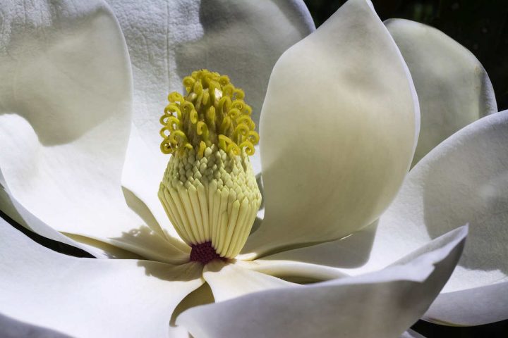 Magnolia Tree Meaning and Symbolism: Ultimate Guide - SimplyBeyondHerbs