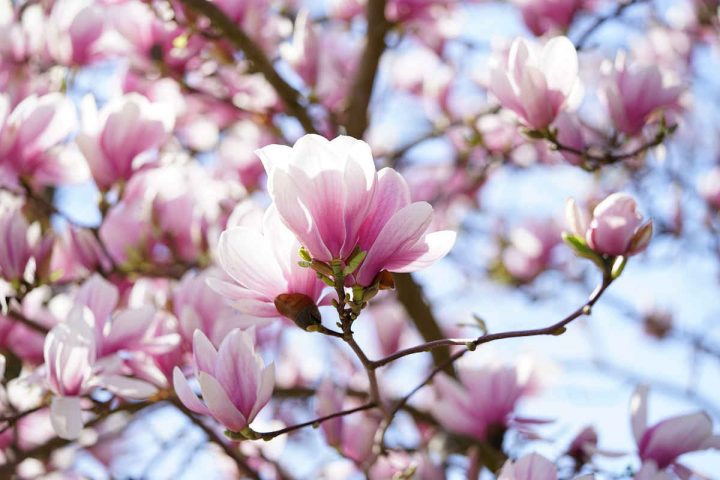 Magnolia Tree Meaning and Symbolism: Ultimate Guide - SimplyBeyondHerbs