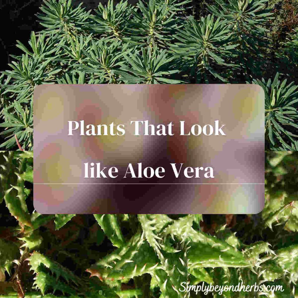 15+ Plants that look like dill: Ultimate Collection - SimplyBeyondHerbs