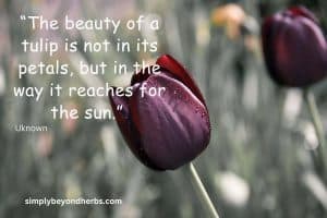200+ Beautiful Tulip Quotes and Instagram captions - SimplyBeyondHerbs