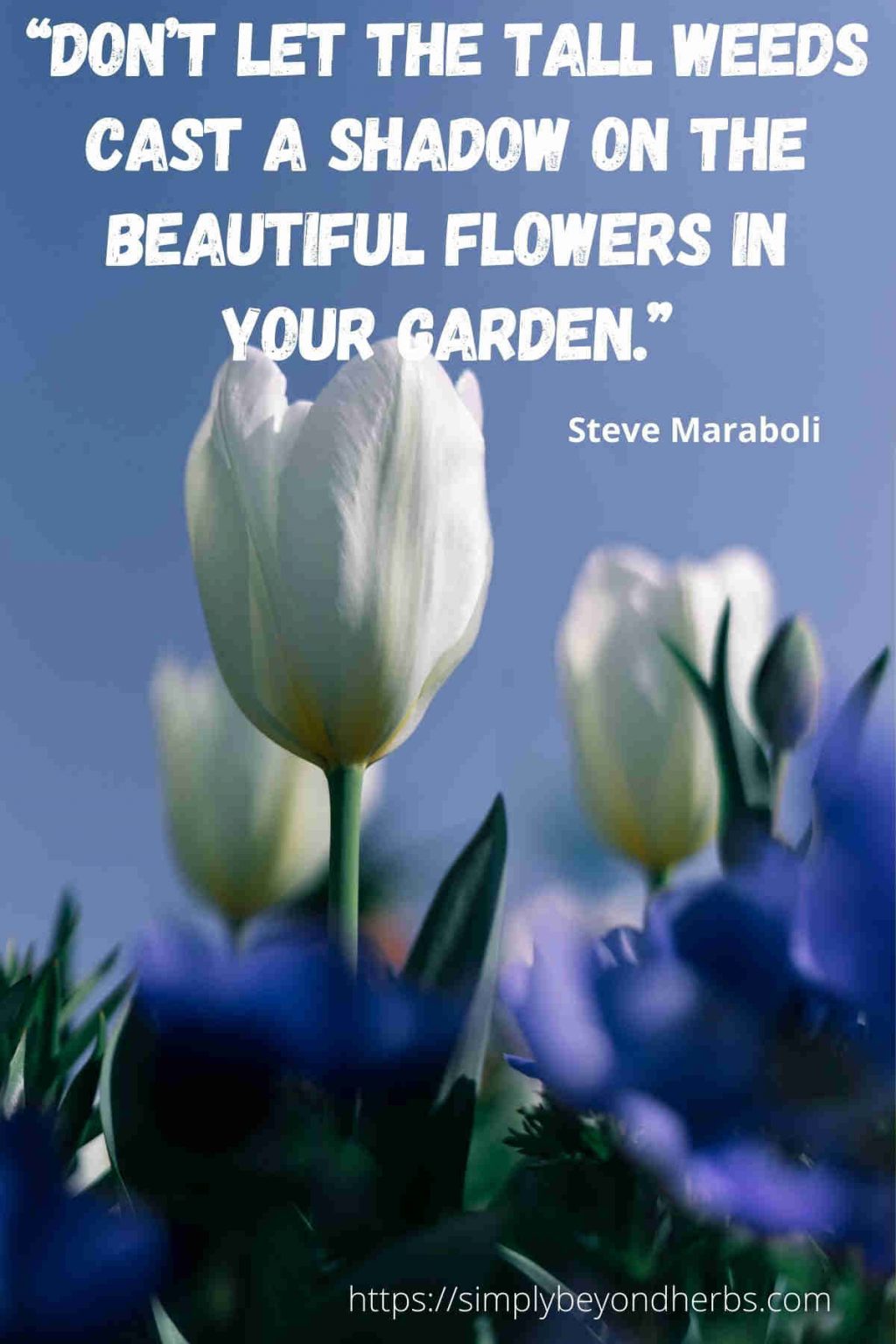 200+ Beautiful Tulip Quotes and Instagram captions - SimplyBeyondHerbs