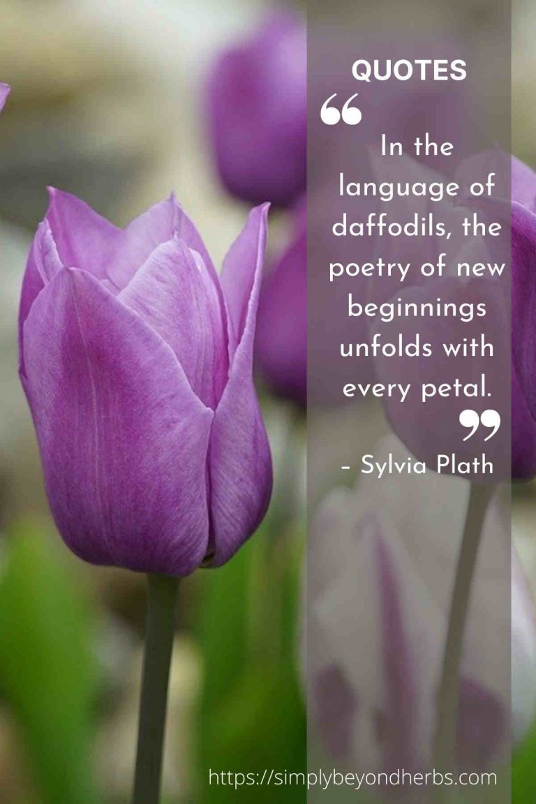 200+ Beautiful Tulip Quotes and Instagram captions - SimplyBeyondHerbs