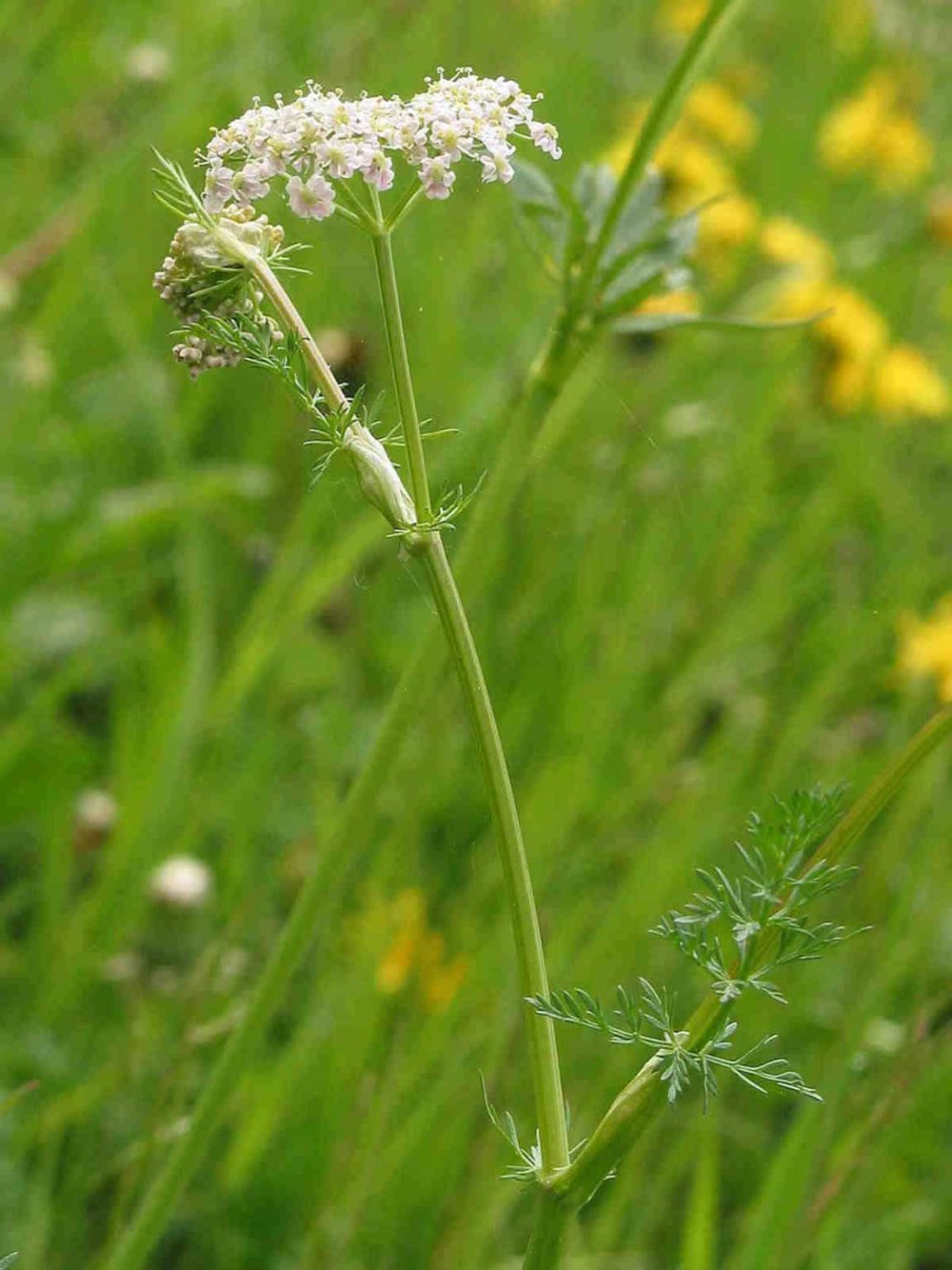 15+ Plants that look like dill: Ultimate Collection - SimplyBeyondHerbs