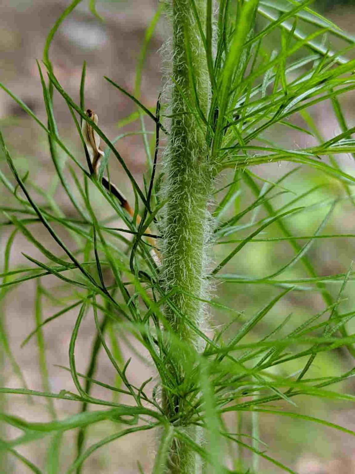 15+ Plants that look like dill: Ultimate Collection - SimplyBeyondHerbs
