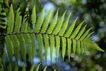 Symbolism of Fern Plants - SimplyBeyondHerbs