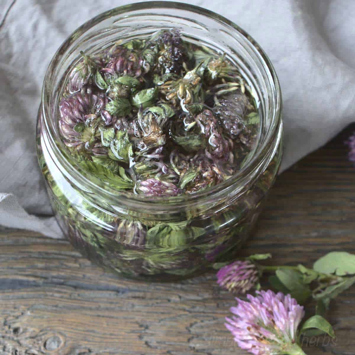 Red clover oil to improve the elasticity of your skin - SimplyBeyondHerbs