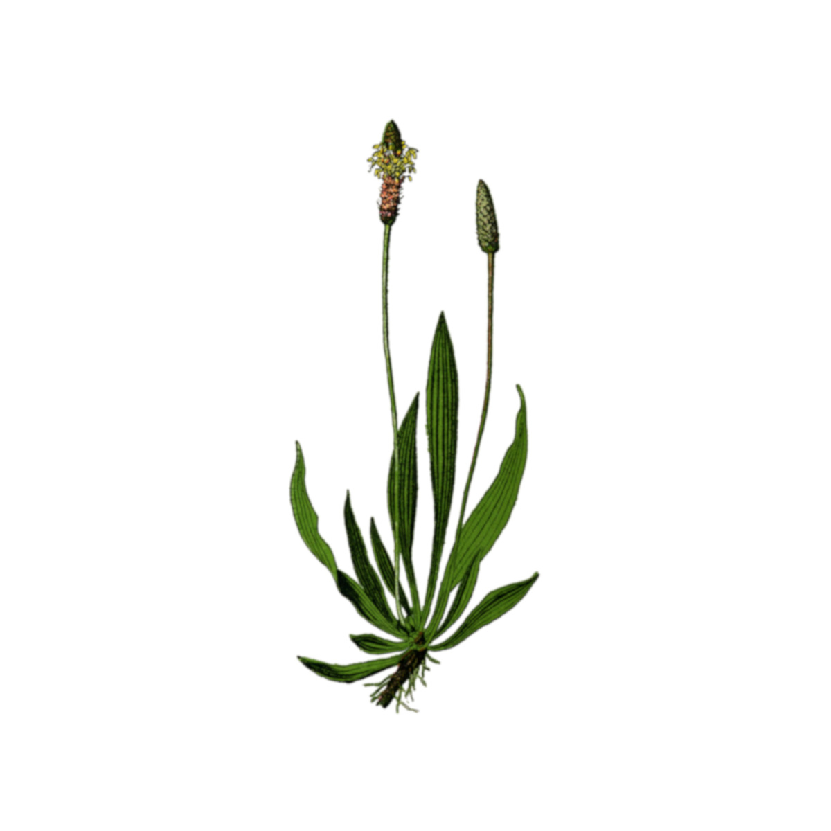 Humble Plantain eases the pain and absorbs discomfort - SimplyBeyondHerbs