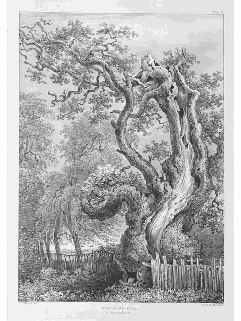 Mighty Oak Tree Symbolism: Ultimate Guide - SimplyBeyondHerbs