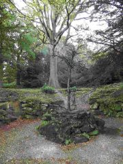 Willow Tree Symbolism and Meaning: The Ultimate Guide - SimplyBeyondHerbs