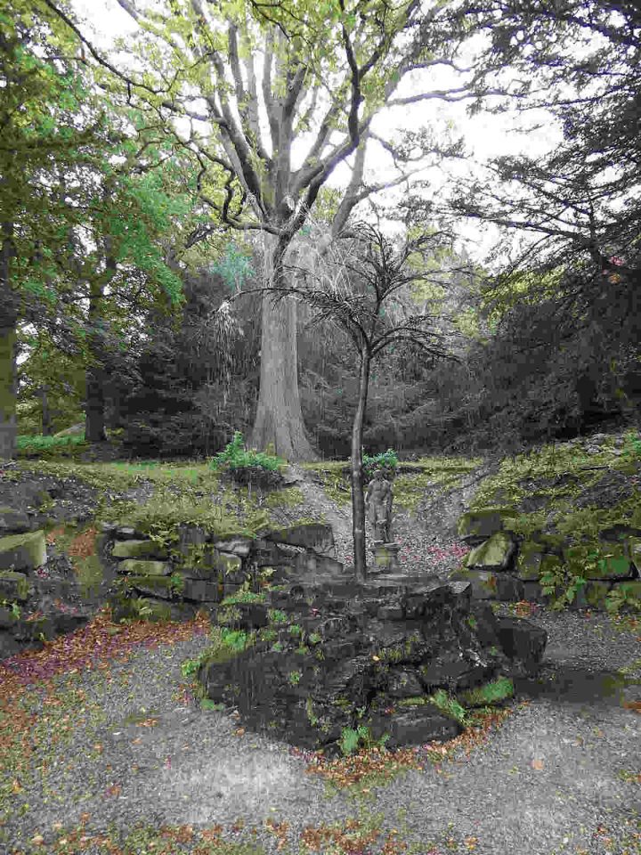 Willow Tree Symbolism and Meaning: The Ultimate Guide - SimplyBeyondHerbs