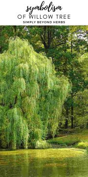 Willow Tree Symbolism and Meaning: The Ultimate Guide - SimplyBeyondHerbs