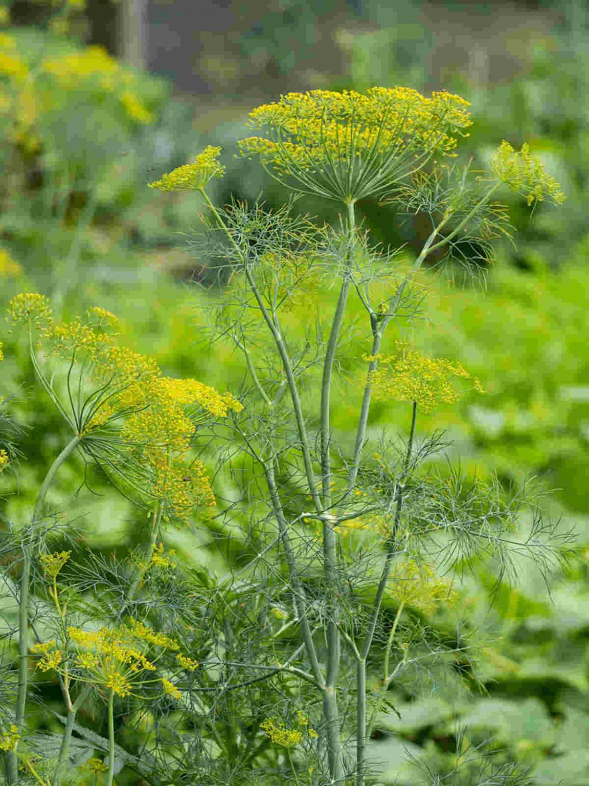 Key Differences between dill vs fennel: Ultimate Guide - SimplyBeyondHerbs