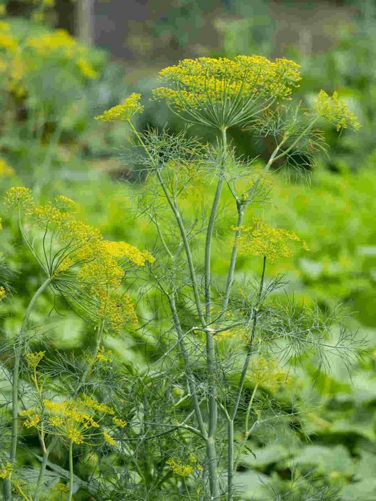 Key Differences between dill vs fennel: Ultimate Guide - SimplyBeyondHerbs