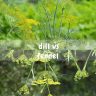 Key Differences between dill vs fennel: Ultimate Guide - SimplyBeyondHerbs