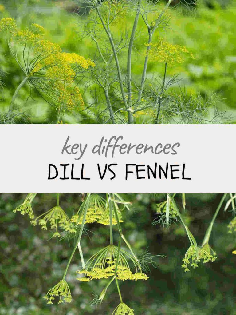 Key Differences between dill vs fennel: Ultimate Guide - SimplyBeyondHerbs