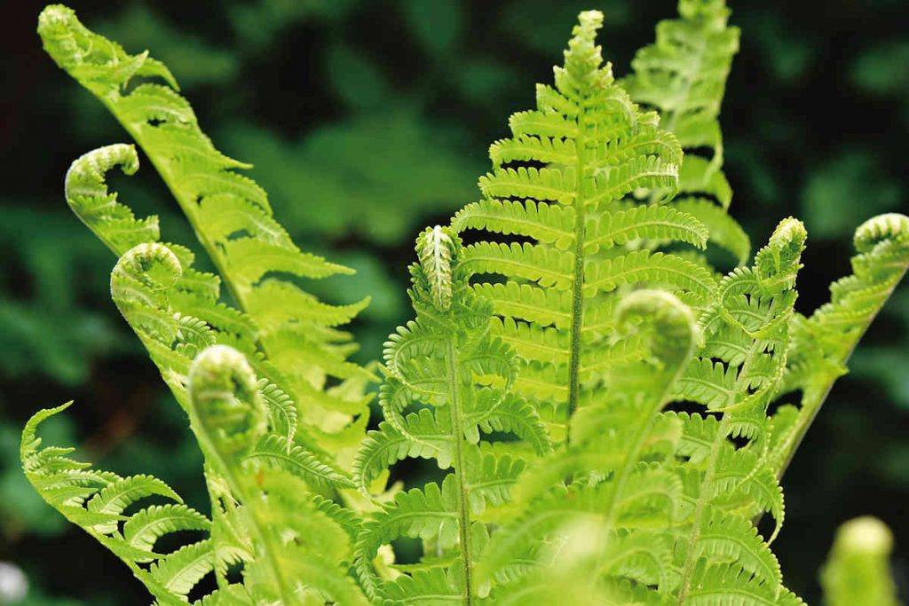 Symbolism of Fern Plants - SimplyBeyondHerbs
