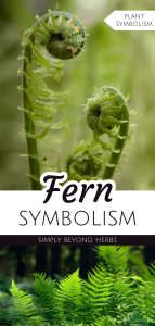 Symbolism of Fern Plants - SimplyBeyondHerbs