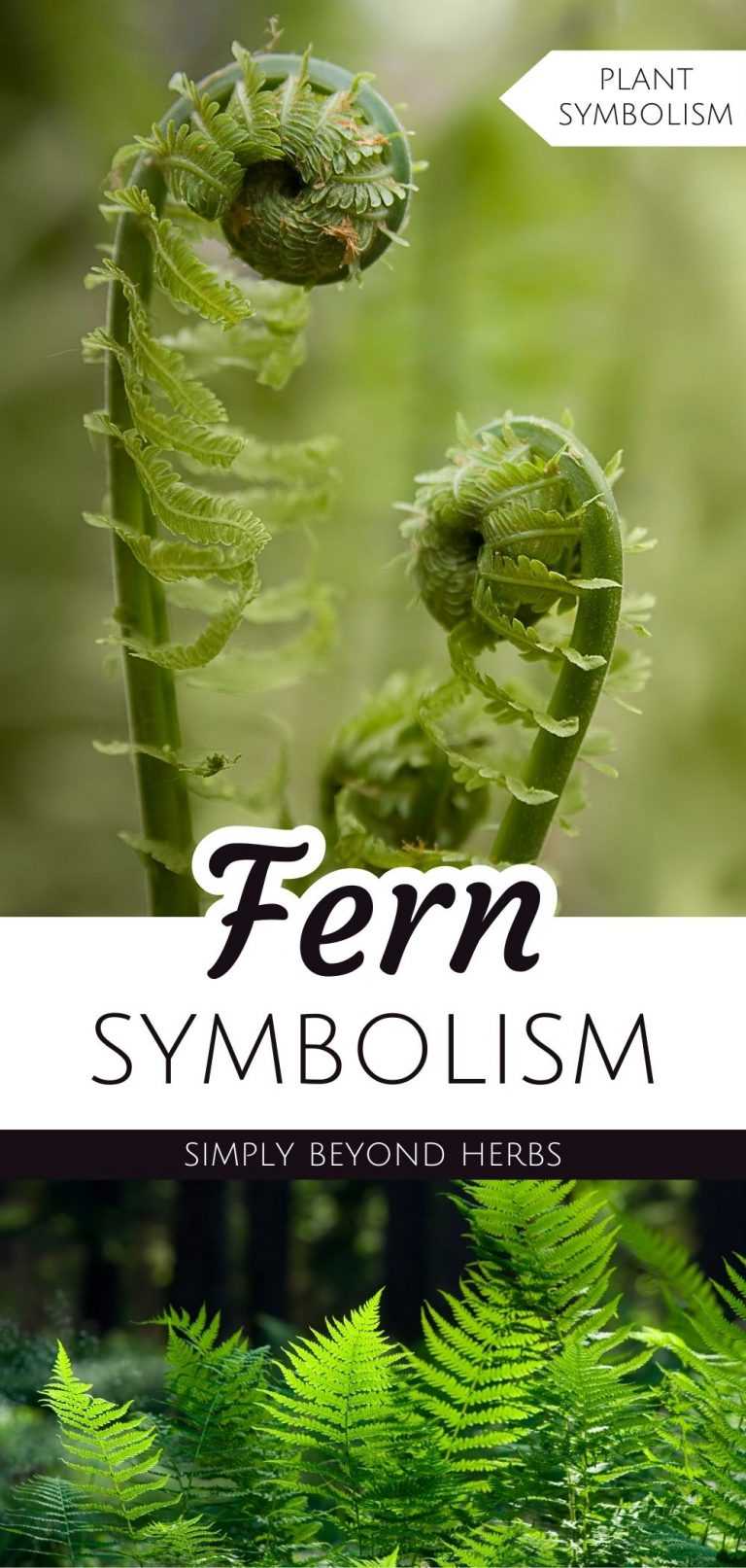 Symbolism of Fern Plants - SimplyBeyondHerbs