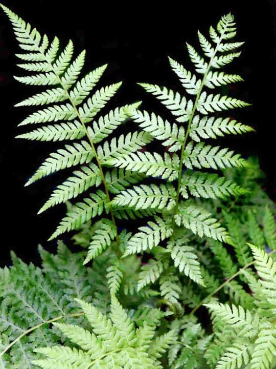 Symbolism of Fern Plants - SimplyBeyondHerbs