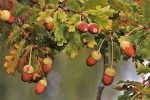 Mighty Oak Tree Symbolism: Ultimate Guide - SimplyBeyondHerbs