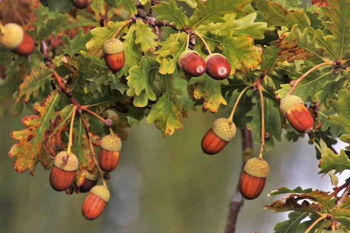 Mighty Oak Tree Symbolism: Ultimate Guide - SimplyBeyondHerbs