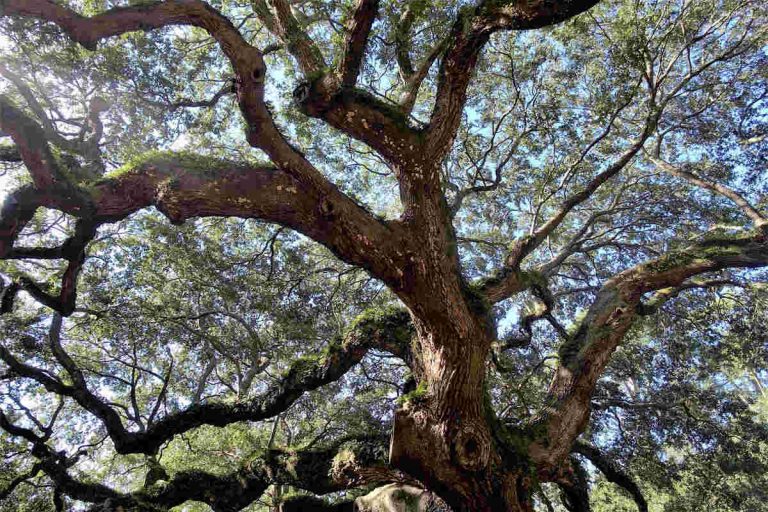 Mighty Oak Tree Symbolism: Ultimate Guide - SimplyBeyondHerbs