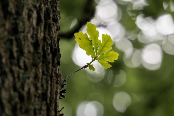 Mighty Oak Tree Symbolism: Ultimate Guide - SimplyBeyondHerbs