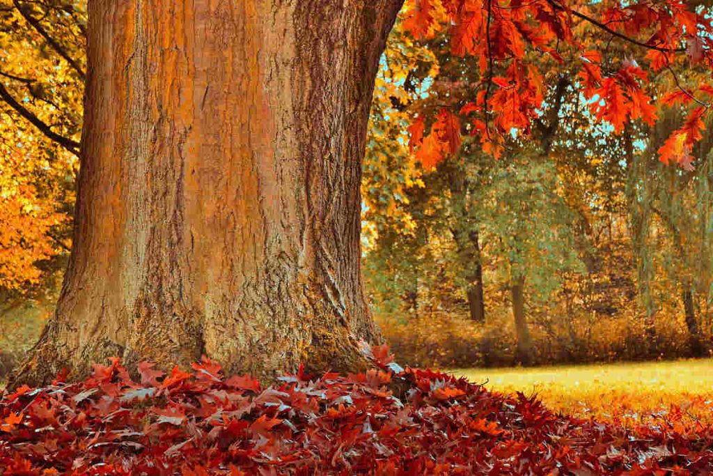 Mighty Oak Tree Symbolism: Ultimate Guide - SimplyBeyondHerbs